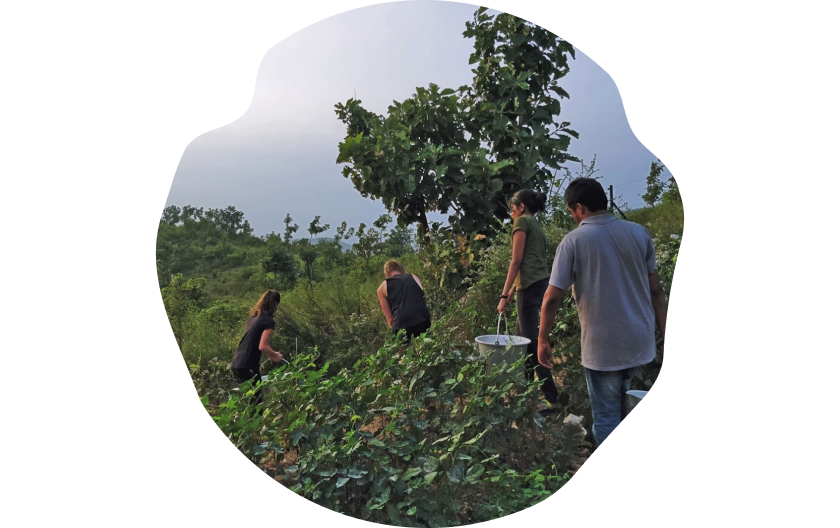 Open Forest Protocol | Our Approach